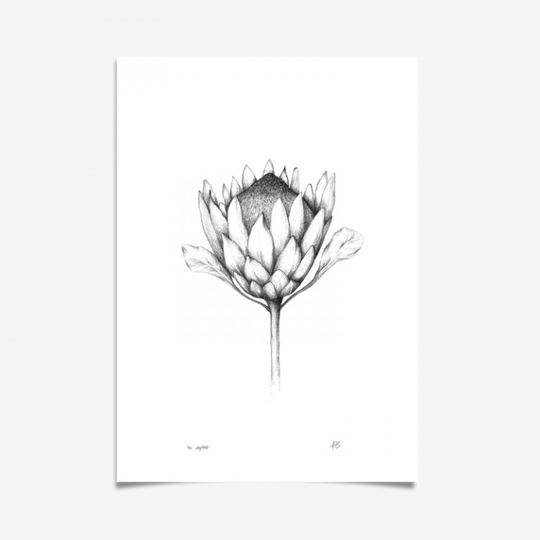 Stag Skull Print | Haze Road